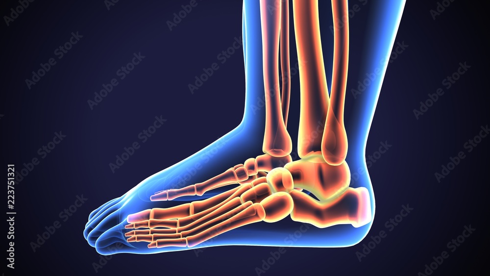 3d illustration of baby skeleton foot bone anatomy Stock Illustration ...