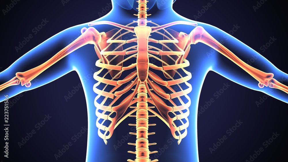 3d illustration of baby skeleton ribs anatomy Stock Illustration ...