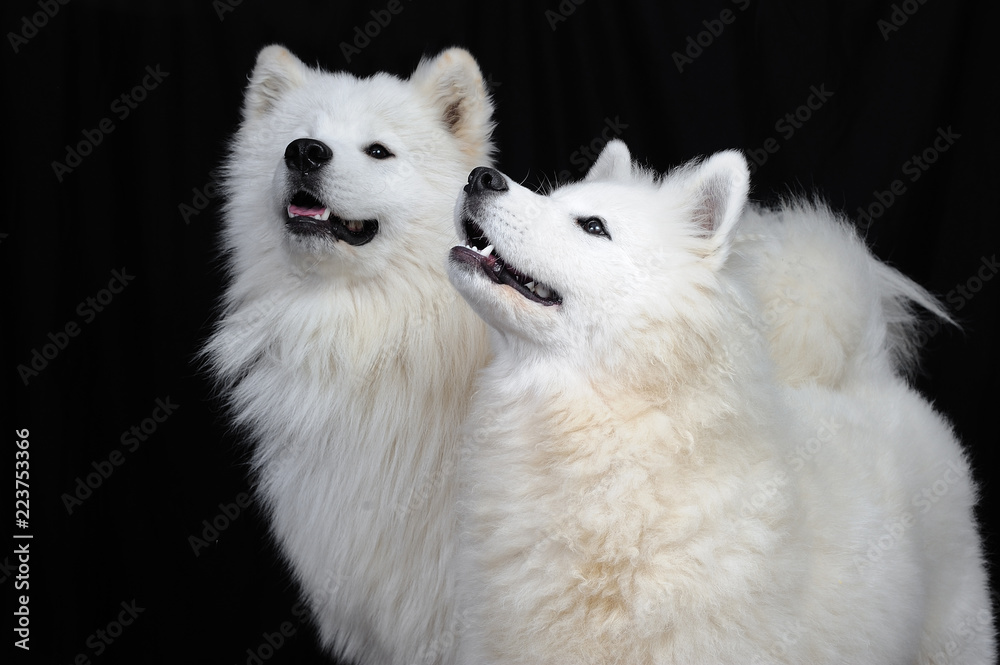 two fluffy Samoyed dogs / two Samoyed dog in a black background; the ...