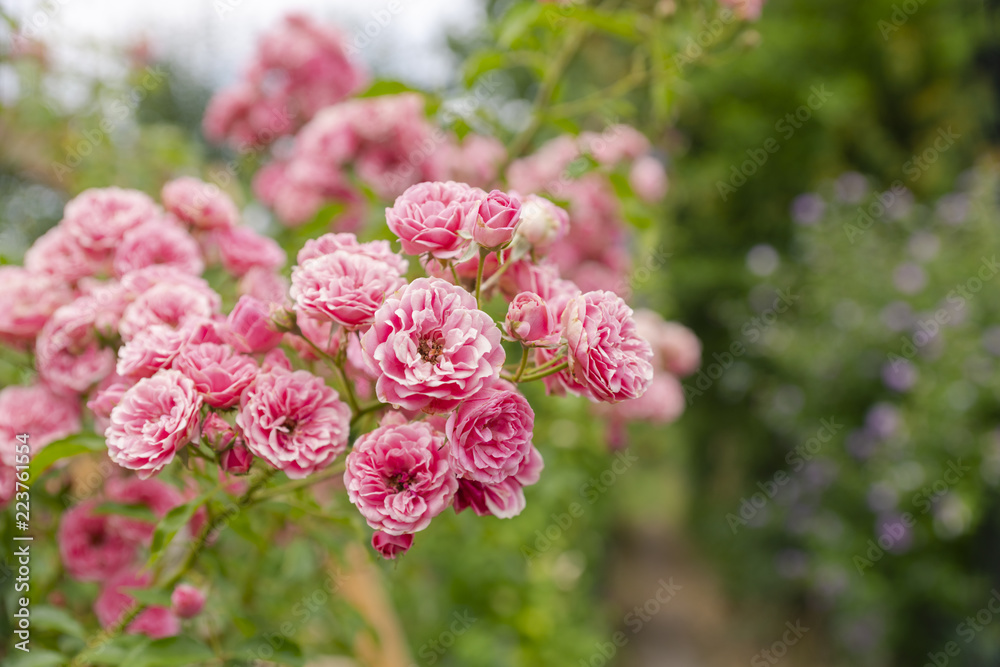Prachtvoller Rosenbusch im Schrebergarten Stock Photo | Adobe Stock