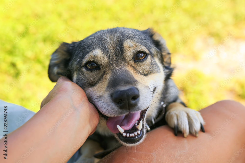 man's hand scratches the cute dog on his knees behind his ear and she ...