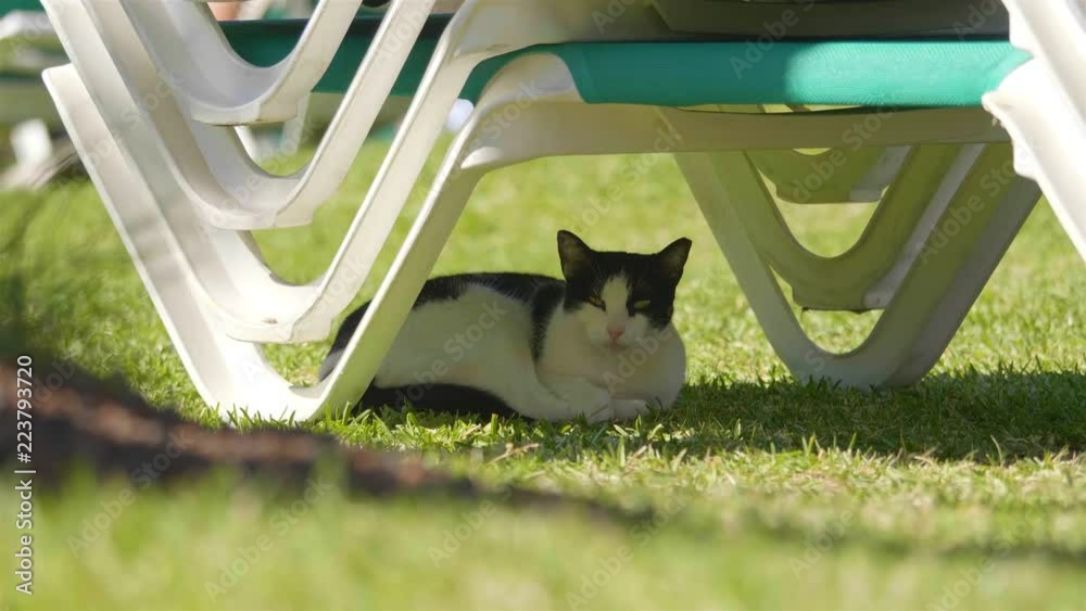 Cat sleeping under sunbed and yawning in 4k slow motion 60fps Stock ビデオ ...