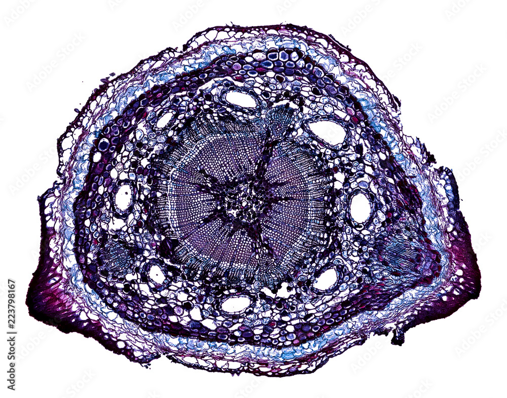 pine stem - cross section cut under the microscope – microscopic view ...