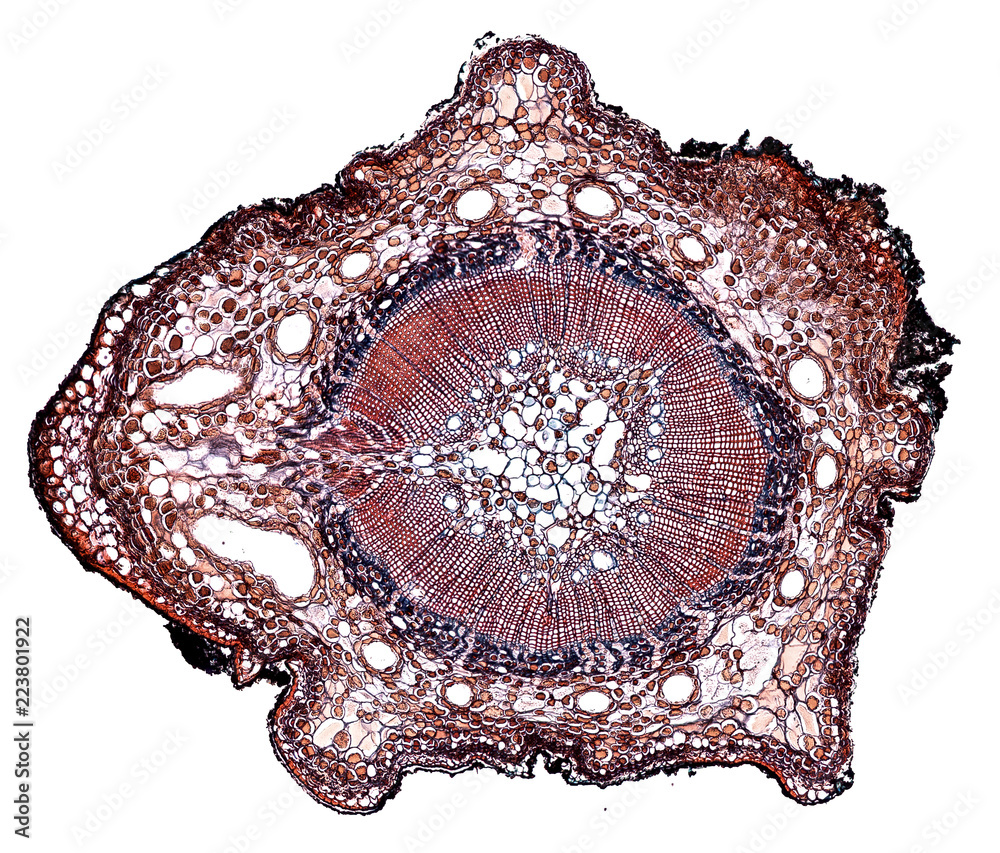 quercus oak stem - cross section cut under the microscope – microscopic ...