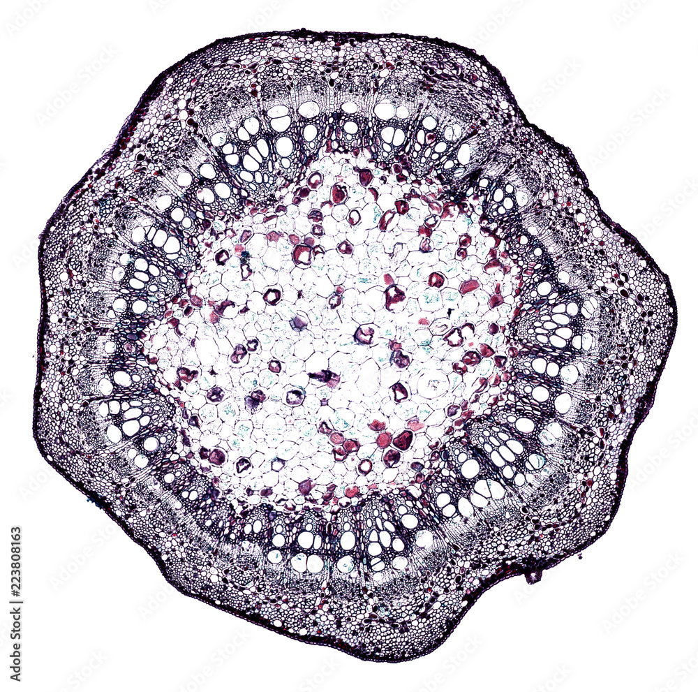 vitis stem - cross section cut under the microscope – microscopic view ...