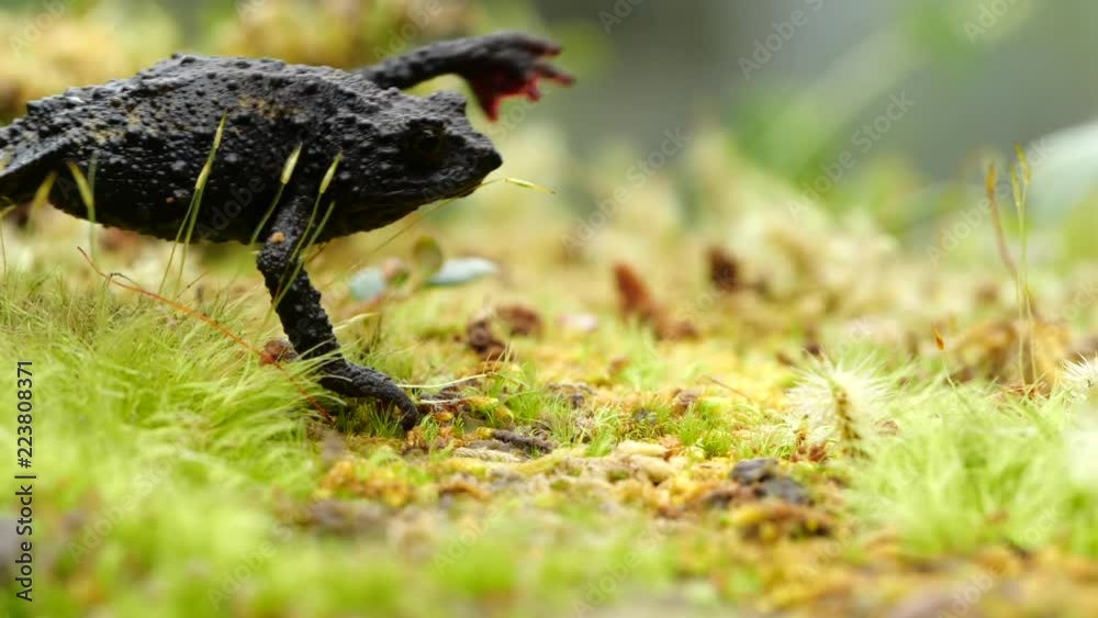 The Guacamayo Plump Toad (Osornophryne guacamayo). An endangered ...