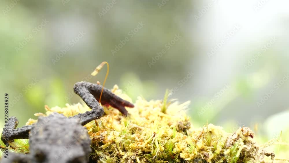 The Guacamayo Plump Toad (Osornophryne guacamayo). An endangered ...