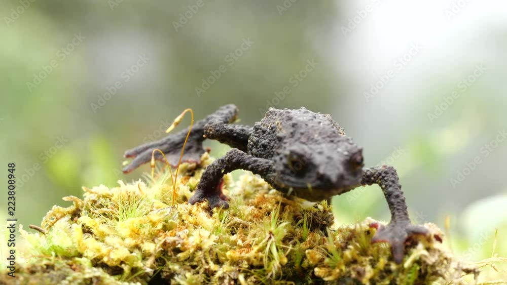 The Guacamayo Plump Toad (Osornophryne guacamayo). An endangered ...