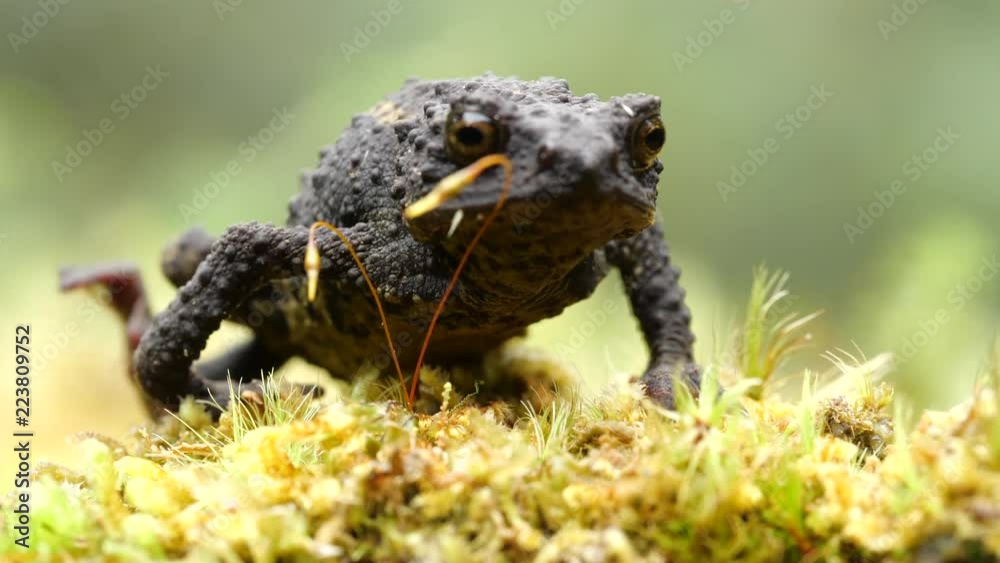 The Guacamayo Plump Toad (Osornophryne guacamayo). An endangered ...