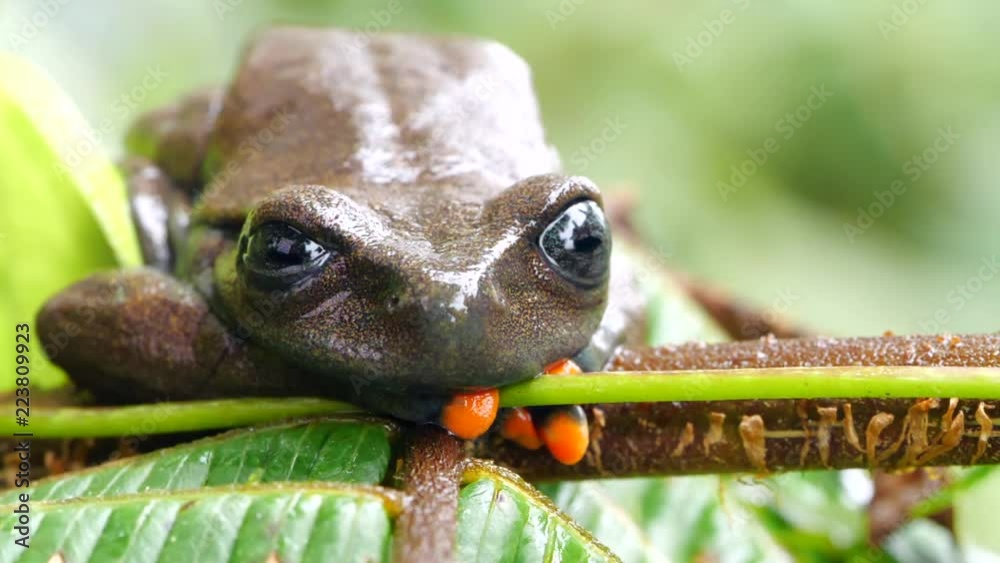 Linda's Treefrog (Hyloscirtus lindae) jumps off a tree fern leaf in ...