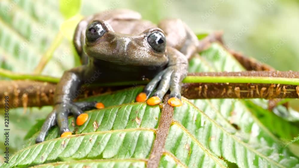 Linda's Treefrog (Hyloscirtus lindae) jumps off a tree fern leaf in ...