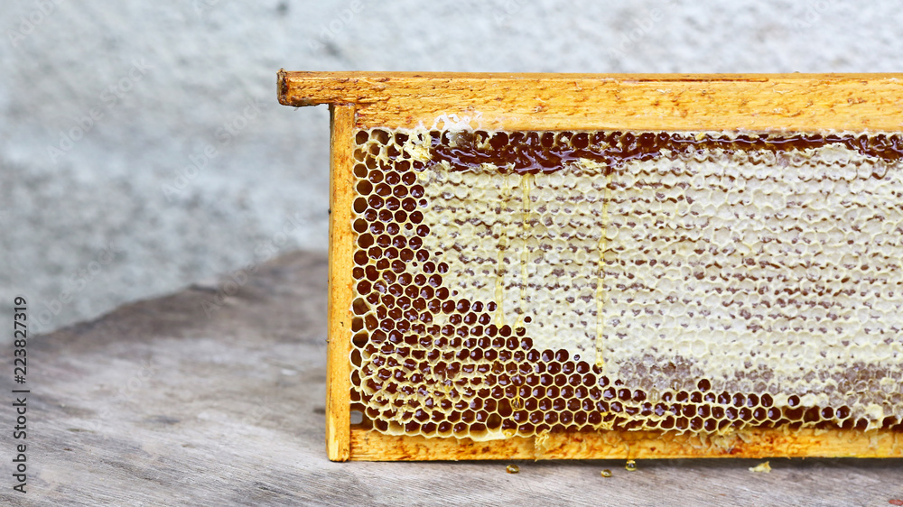 Apiary hive frame with bees wax structure full of fresh bee honey in ...