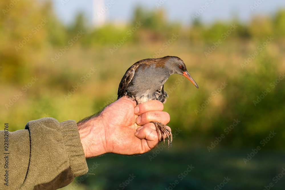 Portrait of captured water rail, Rallus aquaticus, a brown and grey ...
