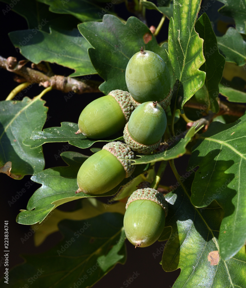 Eicheln, Stieleiche, Quercus, robur Stock Photo | Adobe Stock