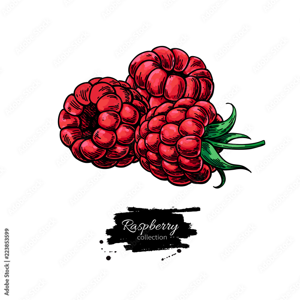 Raspberry vector drawing. Isolated berry group sketch on white b Stock ...