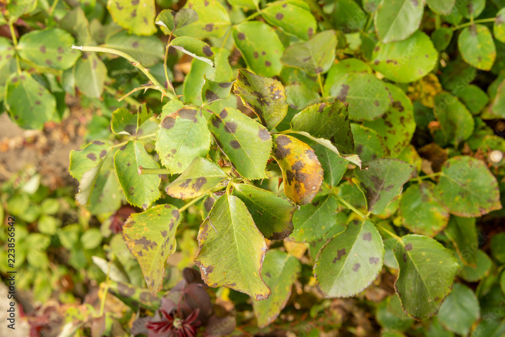 Disease of leaves and branches of roses close-up of damage to rot and ...
