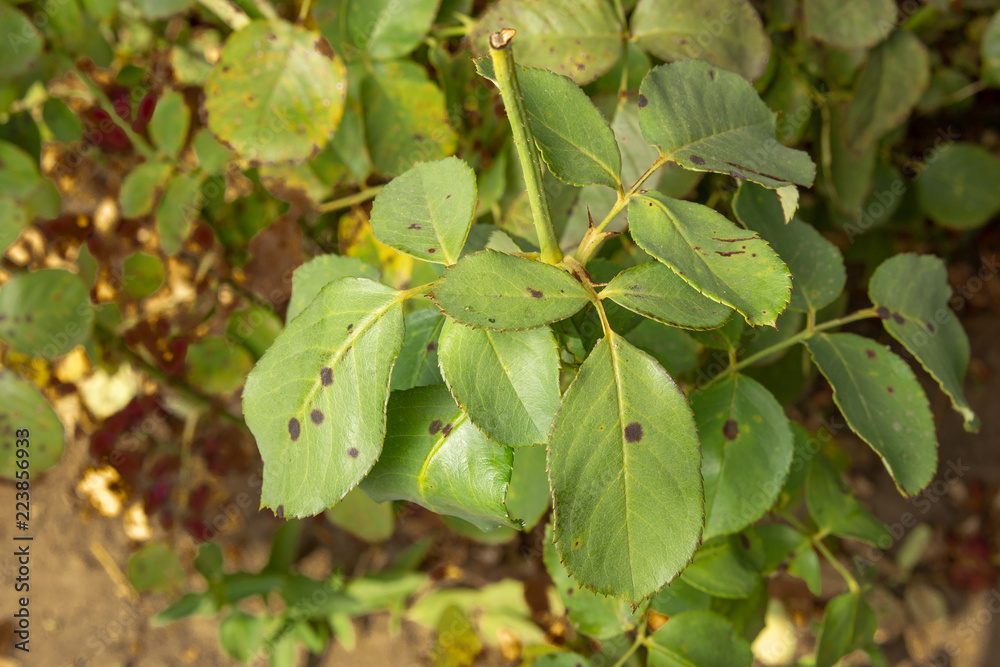 Disease of leaves and branches of roses close-up of damage to rot and ...