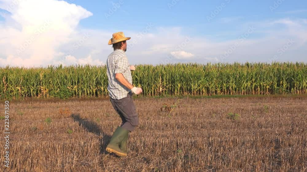 Happy satisfied farmer is dancing in corn field, looking at his crops ...