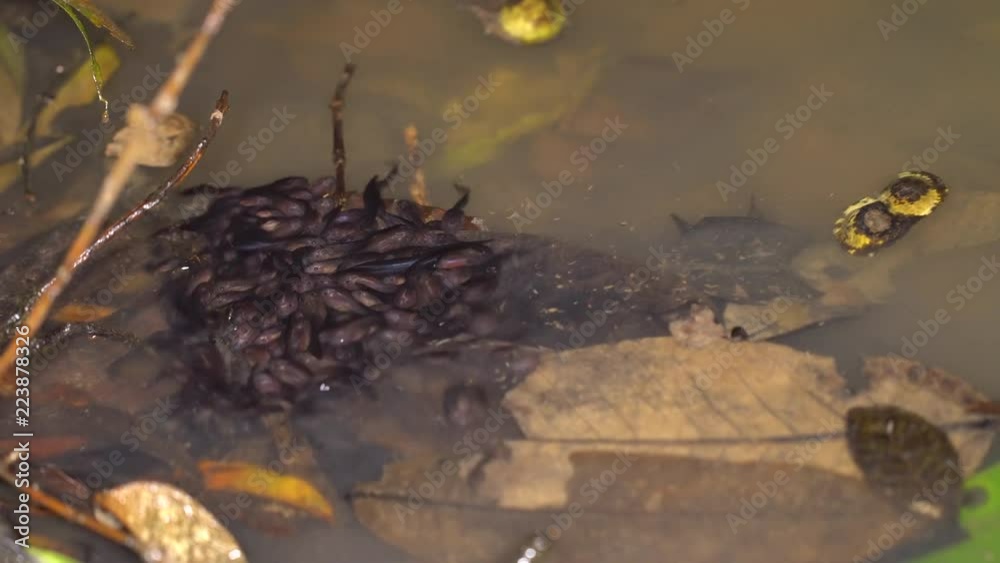 Tadpoles of the Map Treefrog (Boana geographica) at the edge of a lake ...
