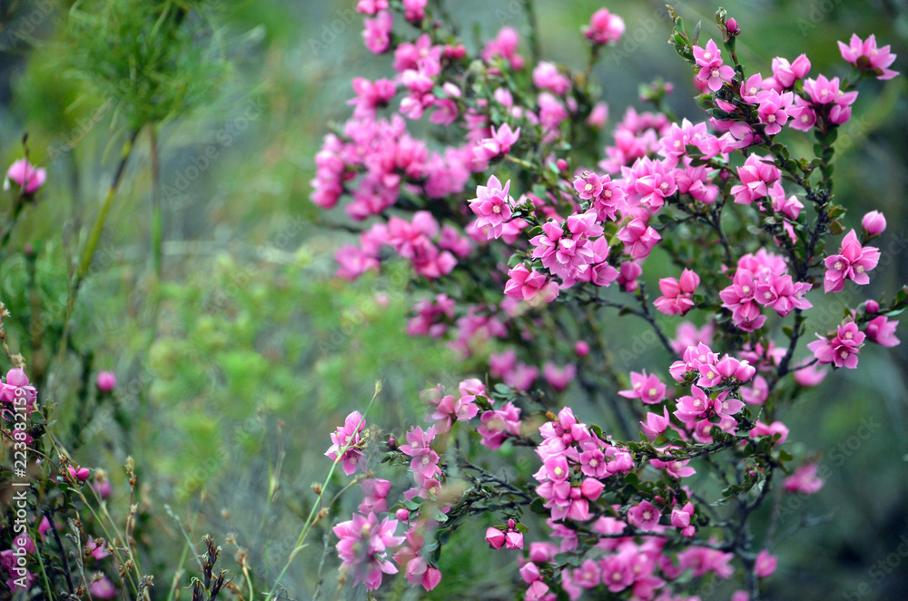 Deep pink flowers of the Australian Native Rose, Boronia serrulata ...