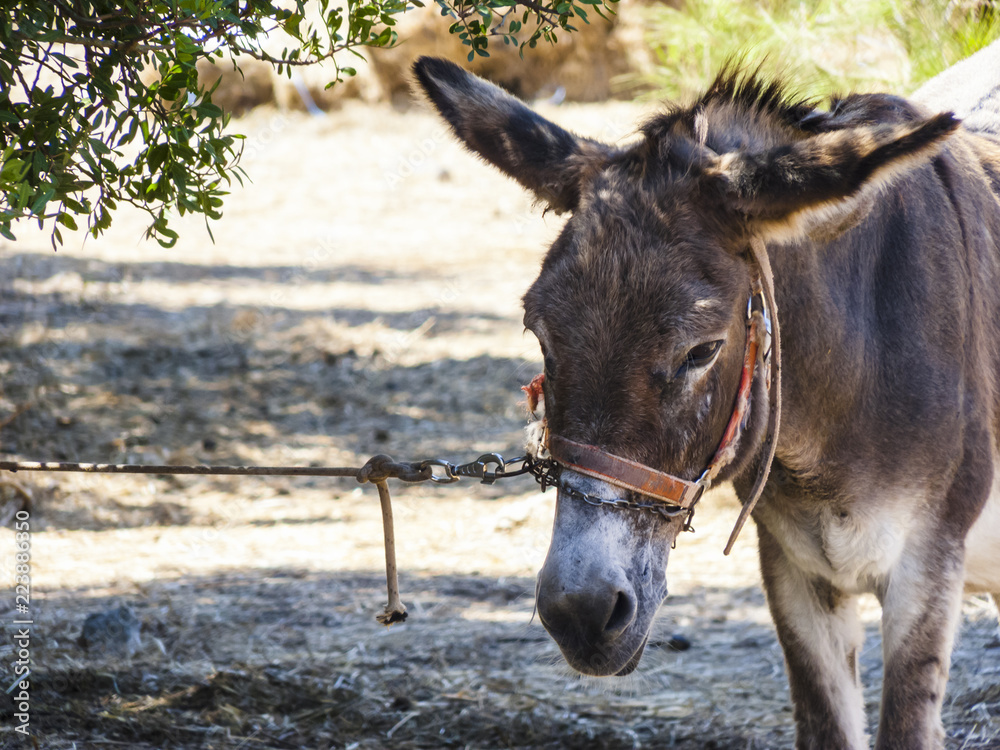 Donkey tied to a tree Stock Photo | Adobe Stock