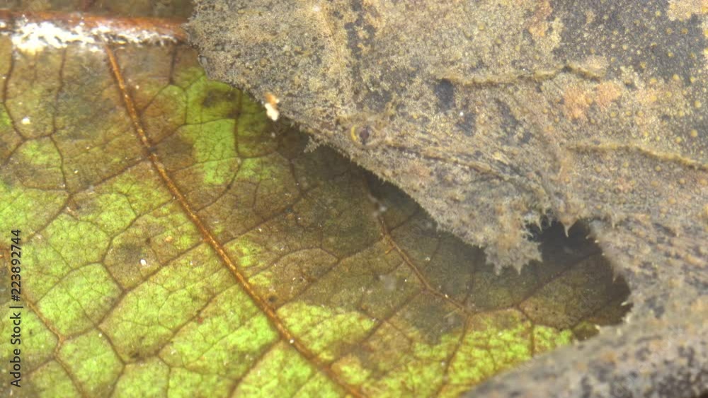 Suriname Toad (Pipa pipa). In a shallow pond in the Ecuadorian Amazon ...