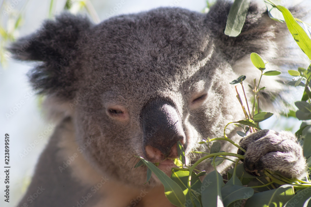 Koala Eating Eucalyptus Leaves