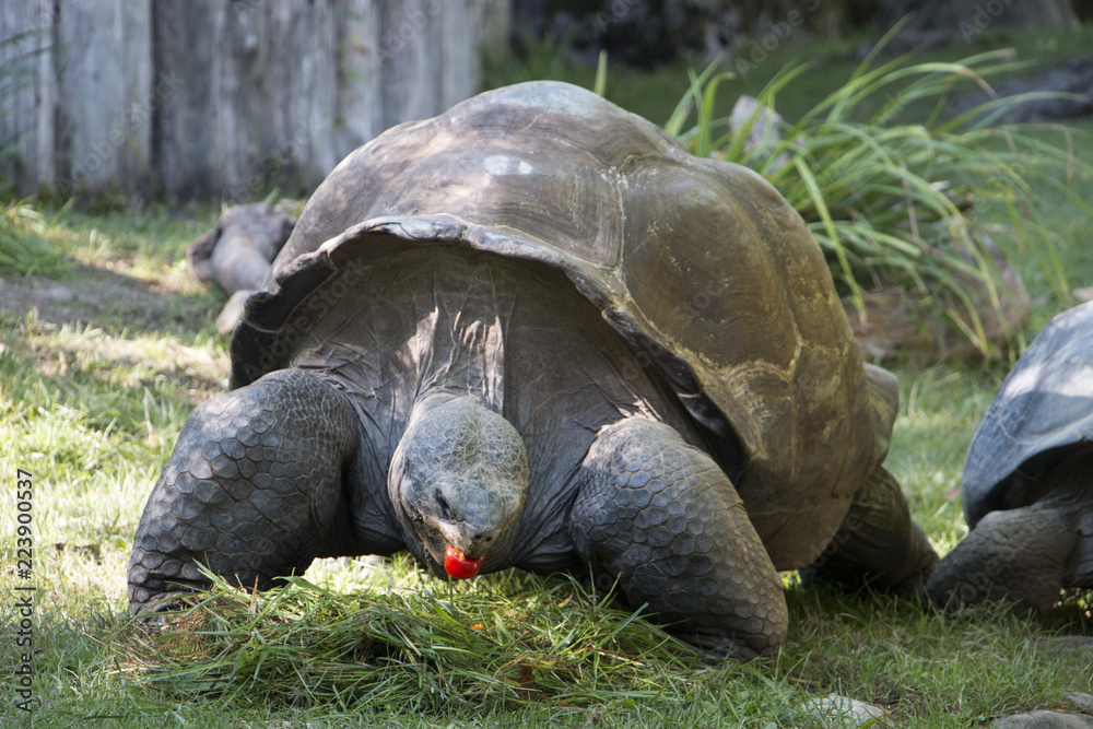Turtle Eating Tomato