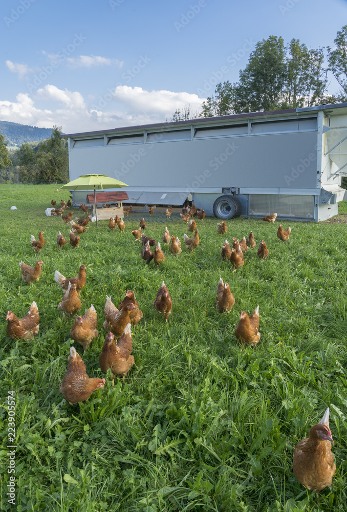 happy and healthy chickens in a mobile chicken home for organic poulty ...