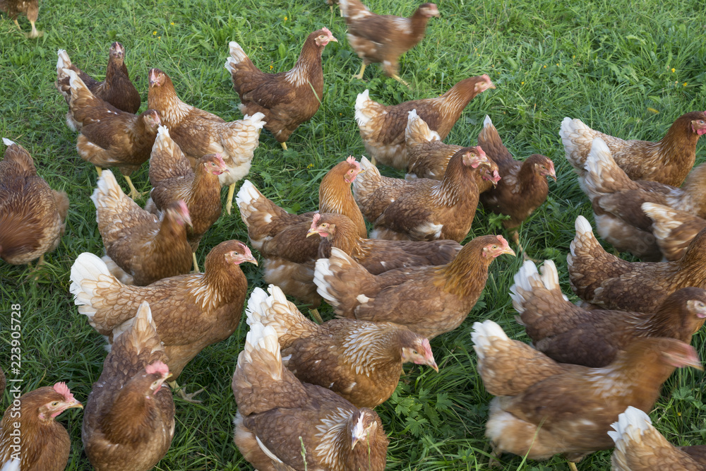 happy and healthy chickens, living in a mobile chicken home for organic ...