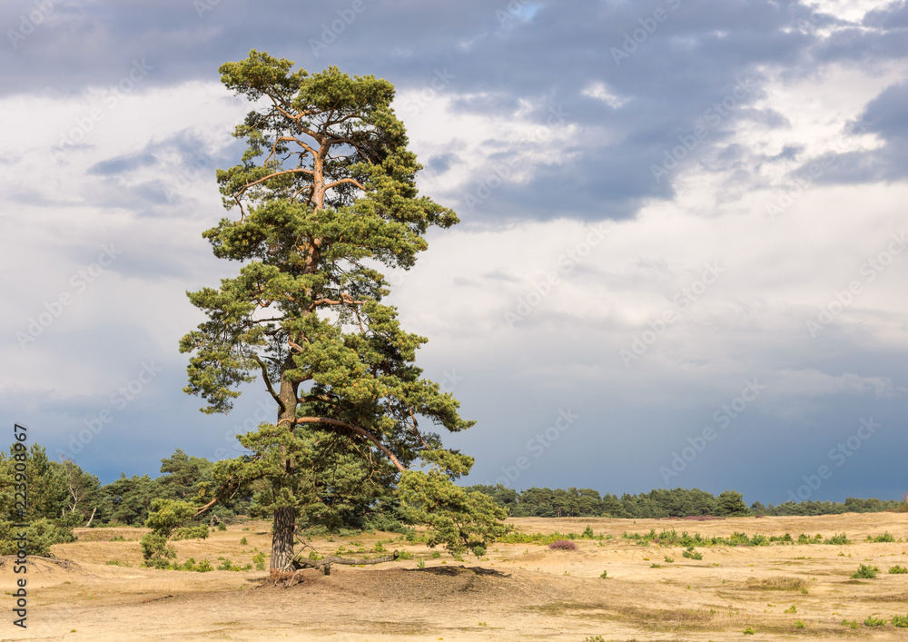 Tall und beautiful scotch pine, standing on a sand diune in the hoge ...