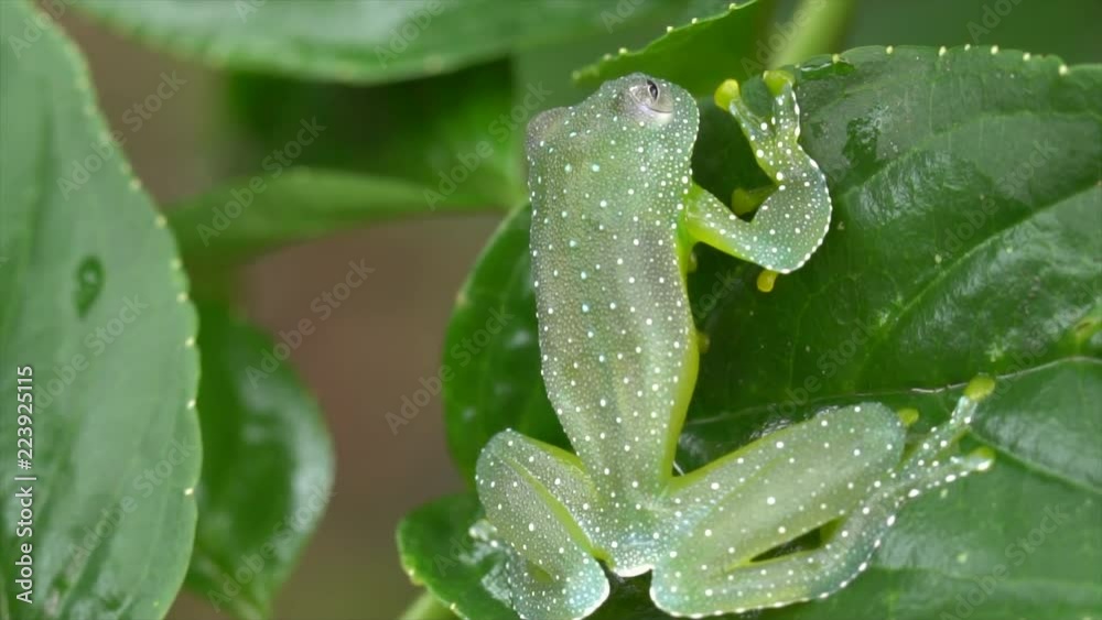 Close-up of the The Resplendent Cochran Frog (Cochranella resplendens ...
