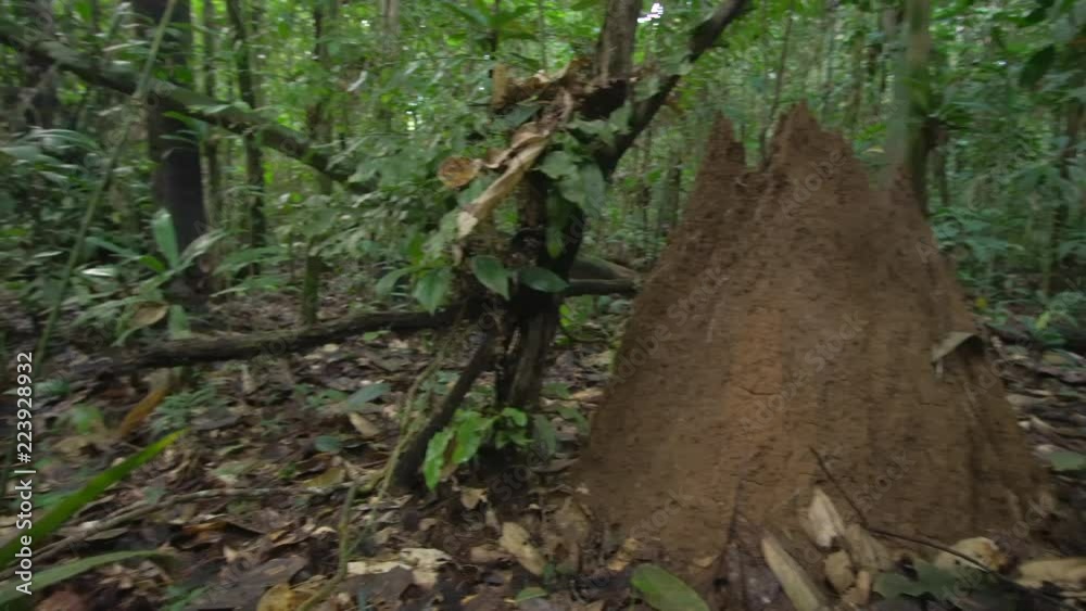 Giant Termite (Macrotermes sp.) mound on the rainforest floor near the ...
