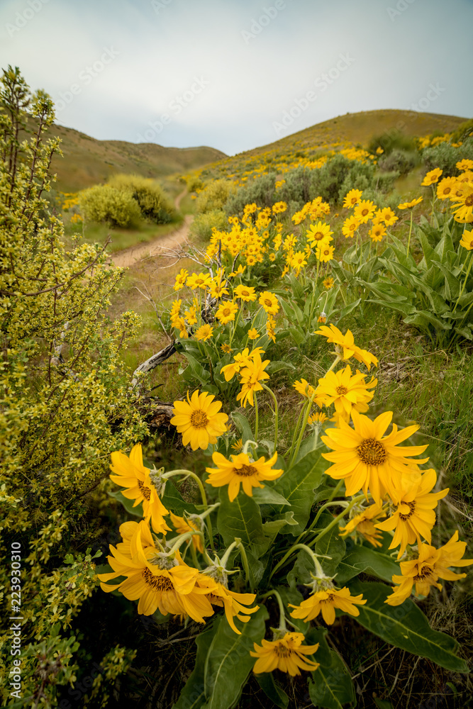 Wild flowers in the foothills above Boise Idaho with a foot path ...