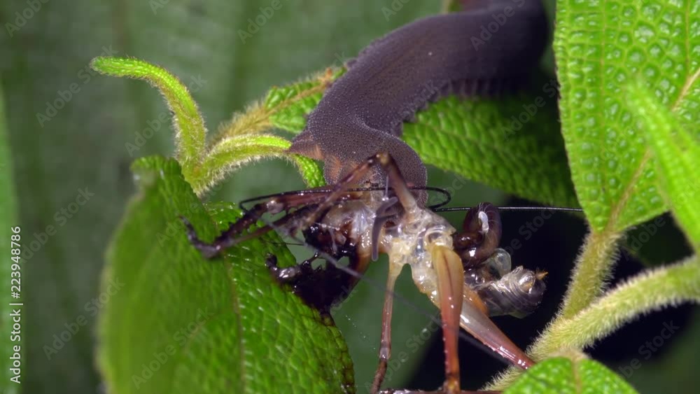 Peripatus or Velvet Worm feeding on a cricket in the rainforest ...