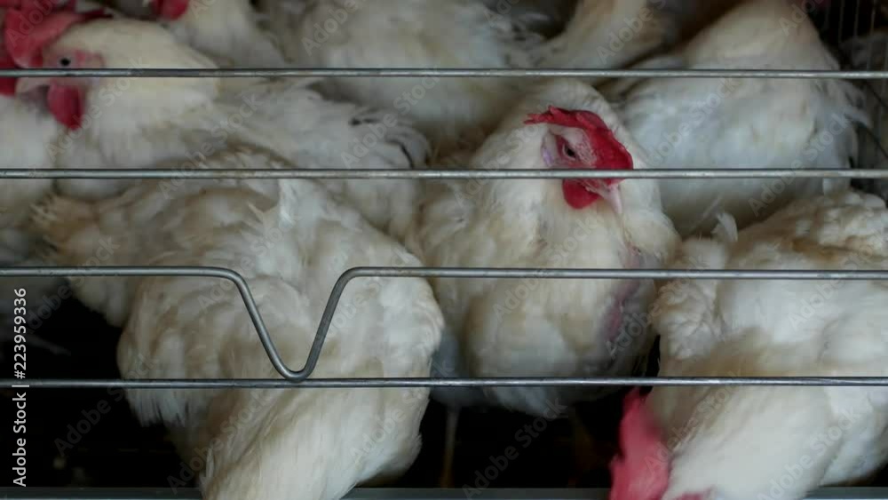 Poultry farm for breeding chickens and eggs, chickens pecking feed ...