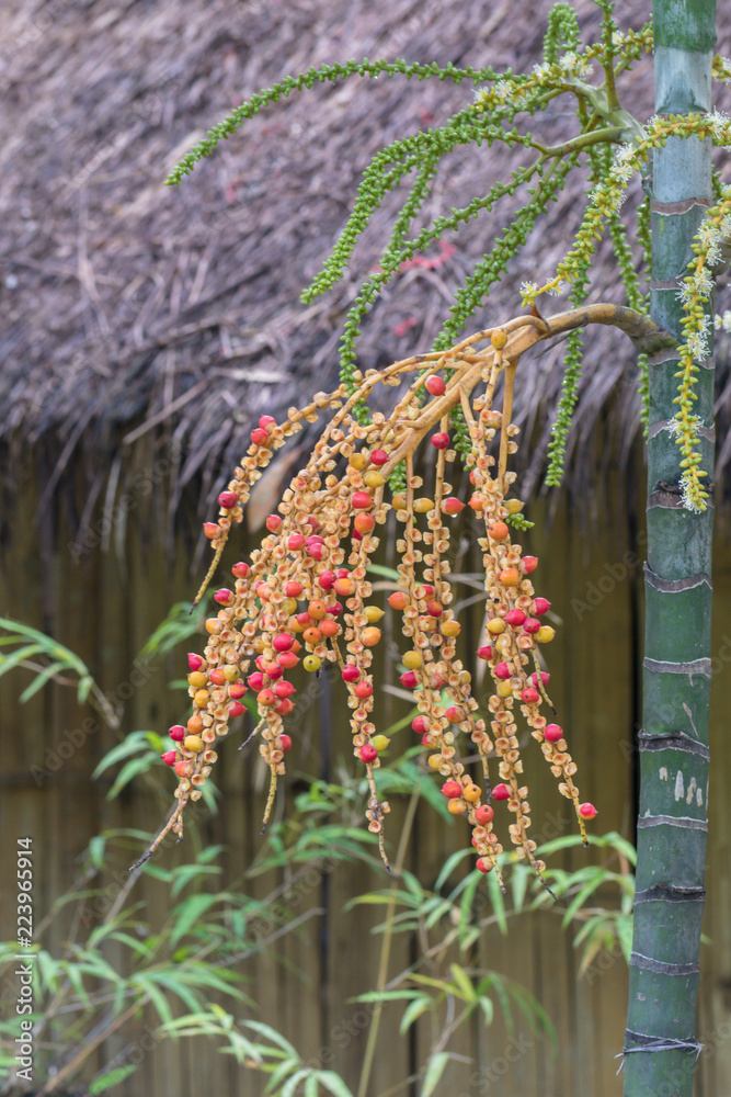 Areca catechu or betel nut is colorful in the garden.common names ...