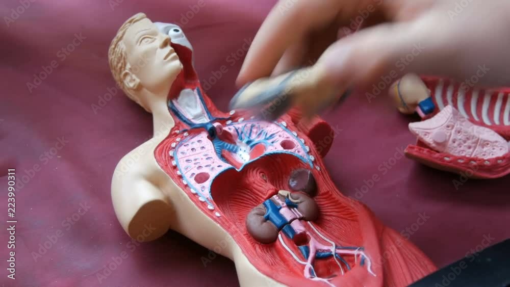 Toy model of the anatomical structure of the human body. The hands of a ...