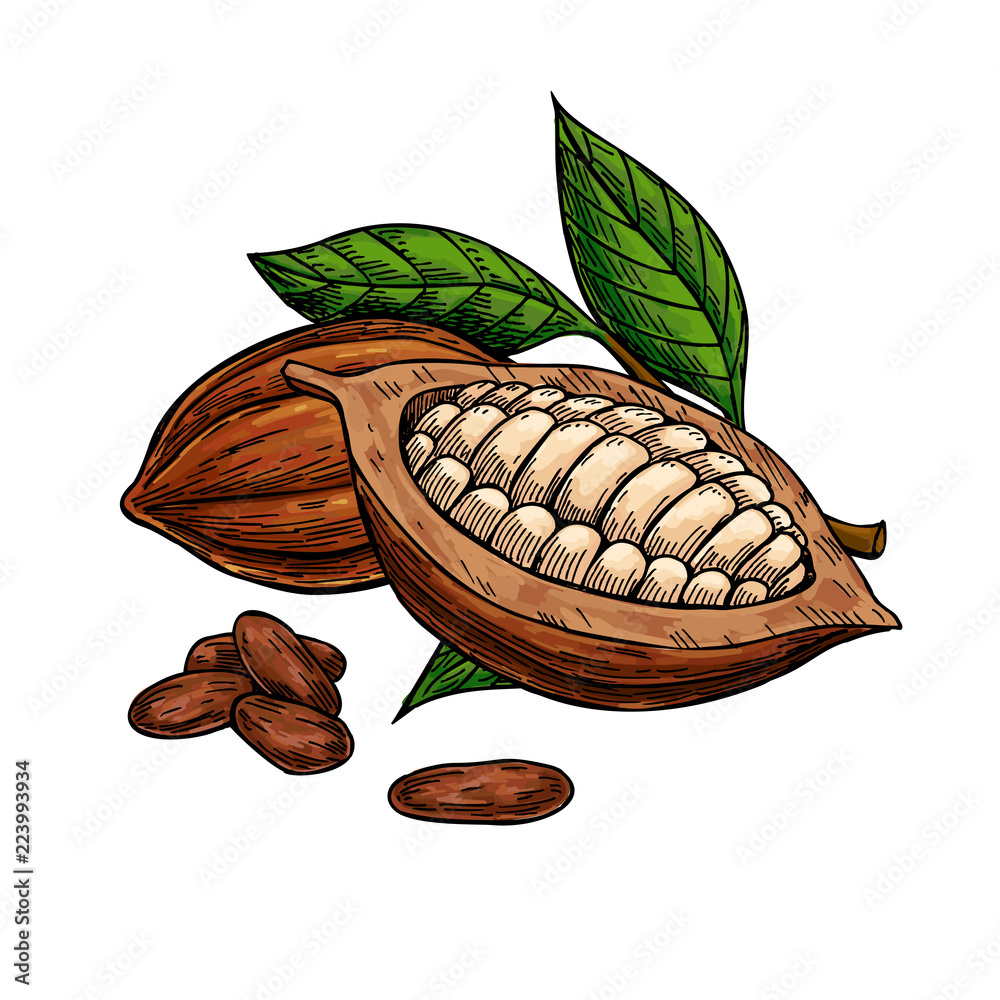 Cocoa vector superfood drawing set. Organic healthy food sketch. Stock ...