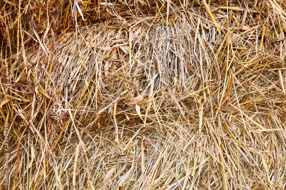 Texture hay closeup in color. Fodder for livestock and construction ...