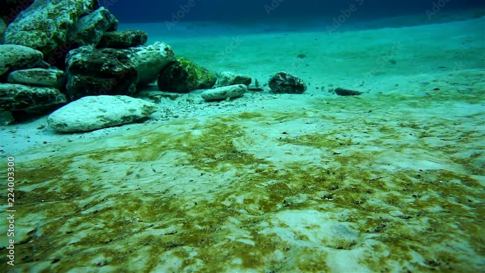 Underwater footage of the beautiful and crystal clear Rainbow Springs ...