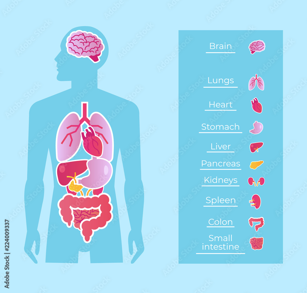 Human man people anatomy internal organs system banner poster scheme ...