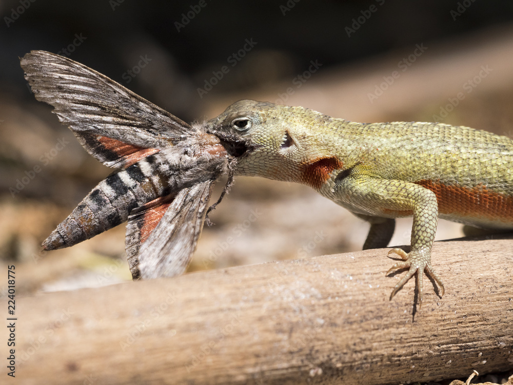 Lizard Eating Insect