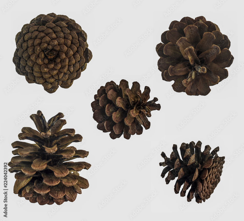 Different angle views of one pine cone, isolated Stock Photo | Adobe Stock