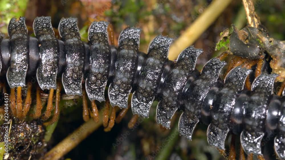 Vidéo Stock Giant Flat-backed millipede (family Polydesmidae). Climbing ...