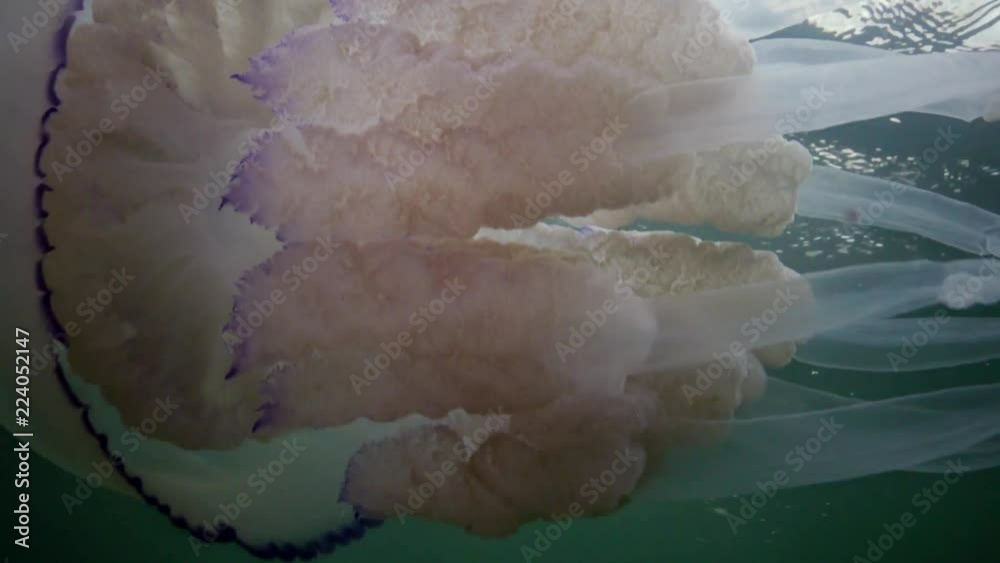 Floating in the thickness of the water in the Black Sea (Rhizostoma ...