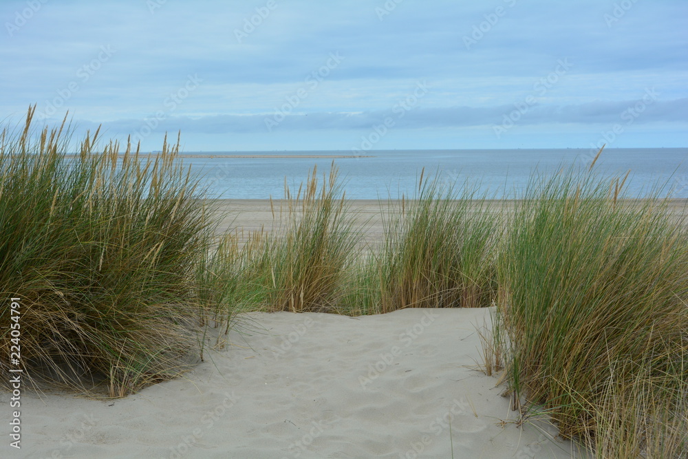 Strandhafer in den Dünen mit viel Sand und blauem Himmel, an der ...