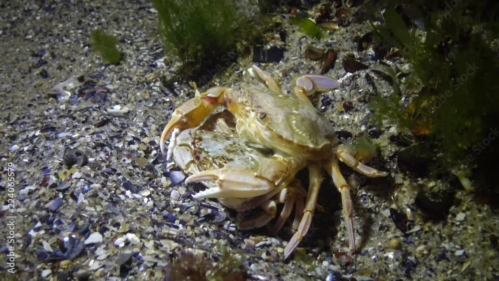 Vidéo Stock Reproduction of crabs (Liocarcinus holsatus). Male and ...
