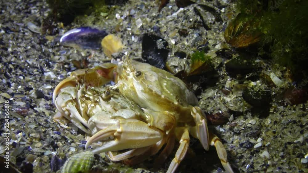 Reproduction of crabs (Liocarcinus holsatus). Male and female before ...