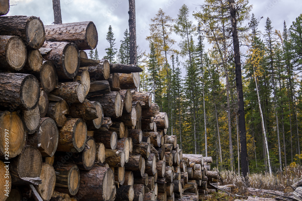 Deforestation environmental problem, rain forest destroyed for oil palm ...